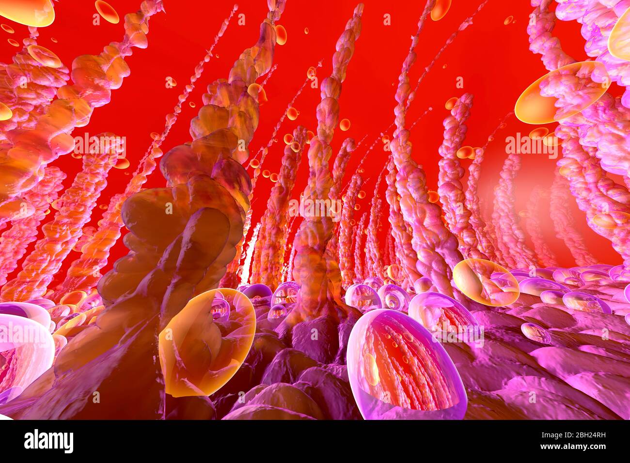 Human intestinal villus hi-res stock photography and images - Alamy