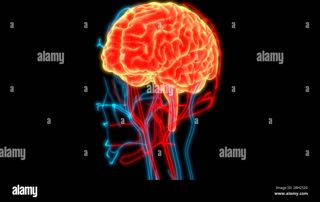 Central Organ of Human Nervous System Brain Anatomy Stock Photo - Alamy