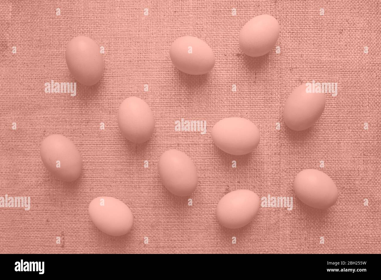 Coral pink background made of fresh organic chicken eggs for your ...