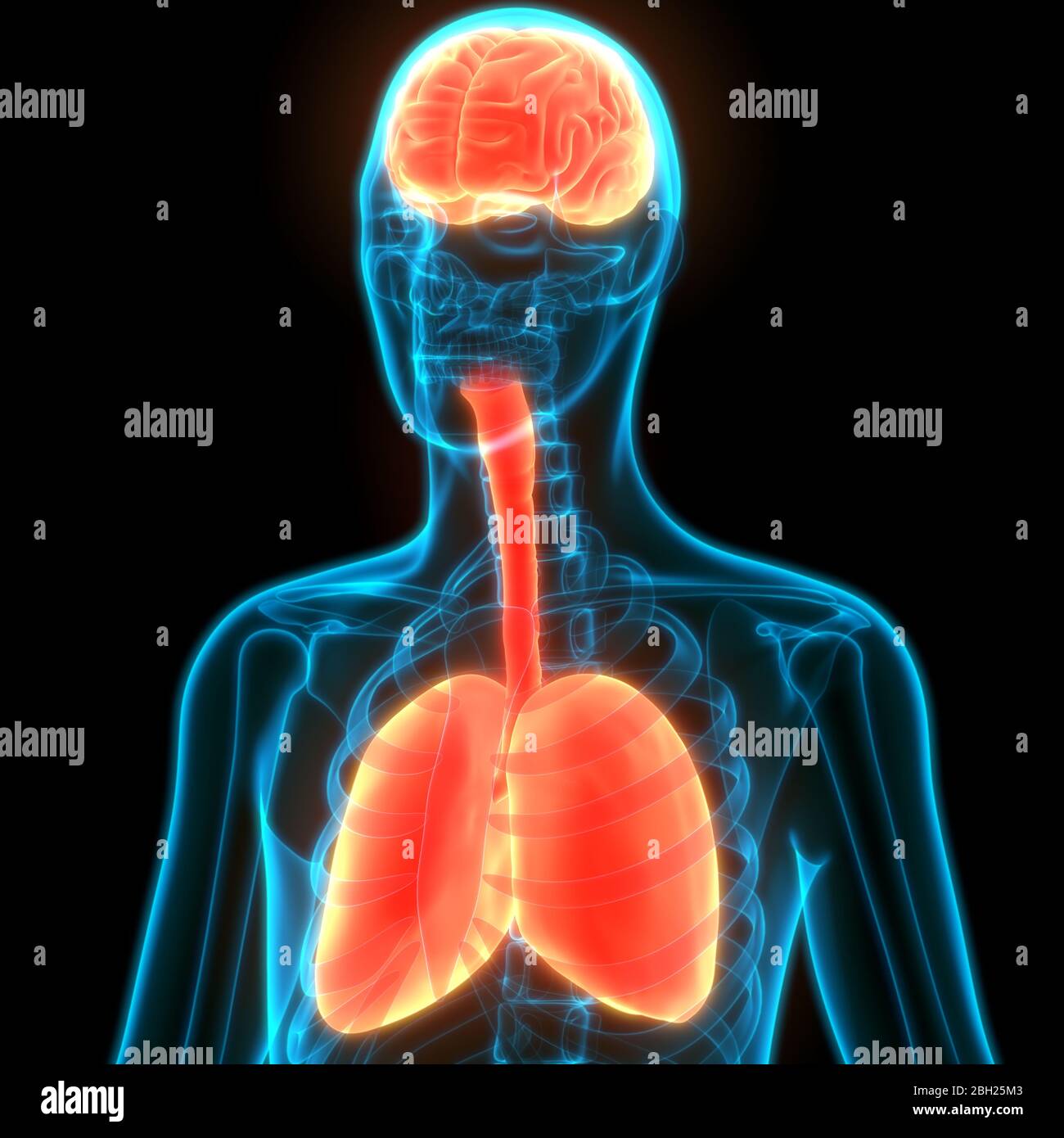 Human Respiratory System Lungs Anatomy Stock Photo - Alamy