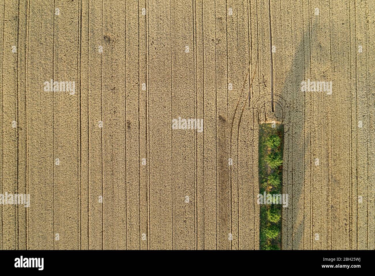 Yellow field birds eye view hi-res stock photography and images - Alamy