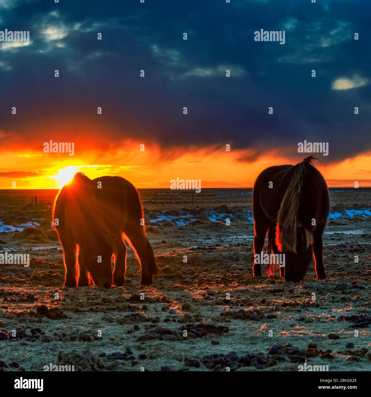 Dramatic horses hi-res stock photography and images - Alamy