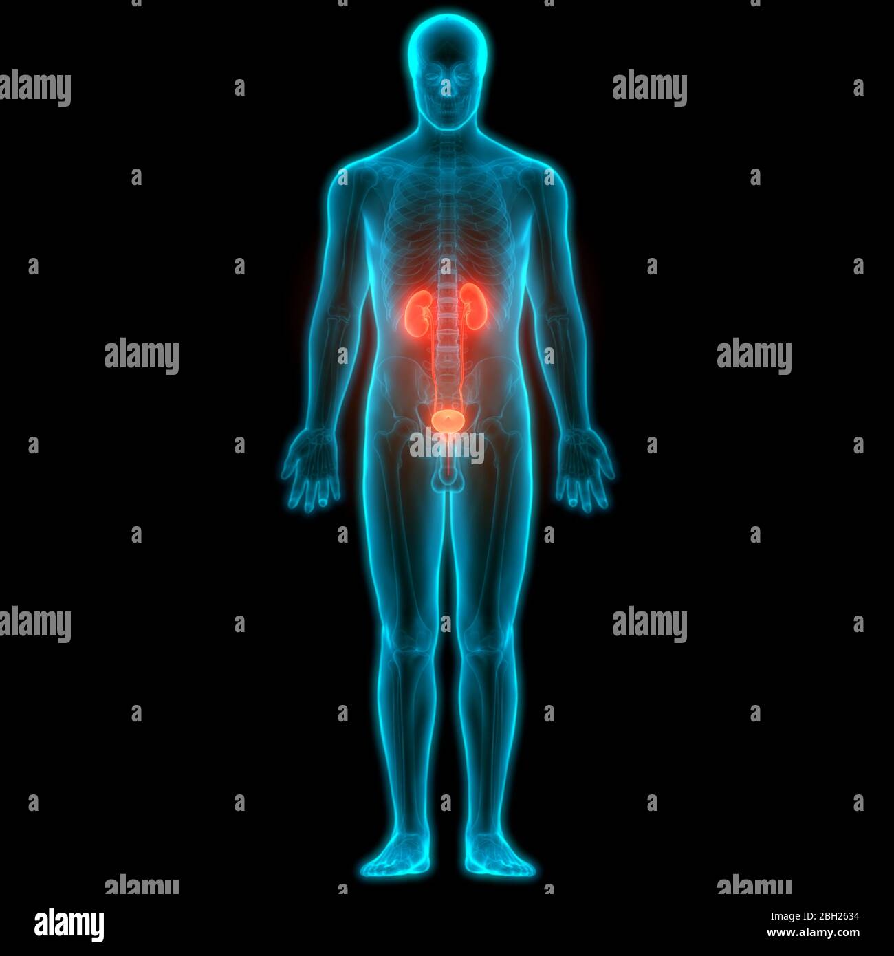 Human Urinary System Kidneys with Bladder Anatomy Stock Photo - Alamy