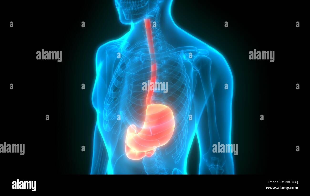 Human Digestive System Anatomy Stock Photo - Alamy