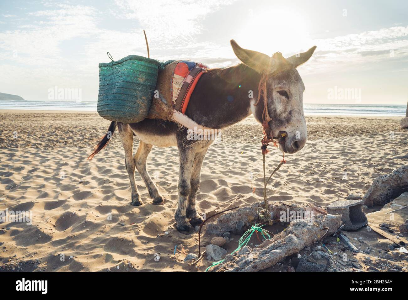 Donkey with baskets on the beach, Tafedna, Morocco Stock Photo - Alamy