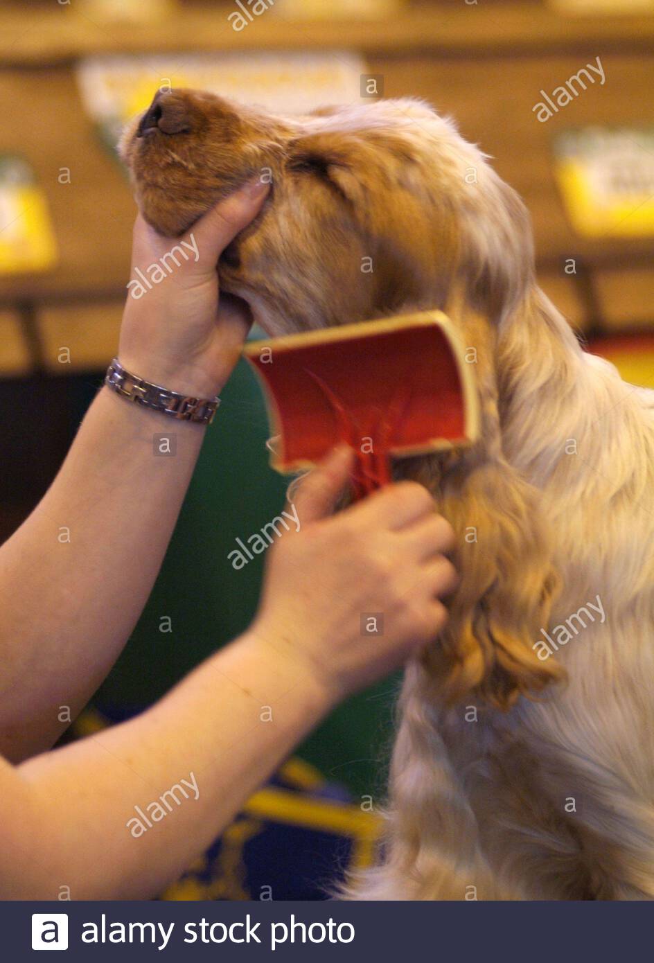 English Show Cocker Spaniel High Resolution Stock Photography and ...