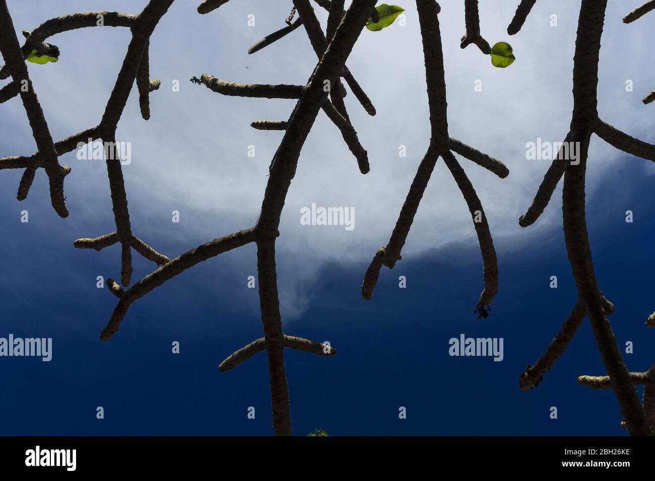 Dead-finger tree isolated on a blue sky background Stock Photo - Alamy