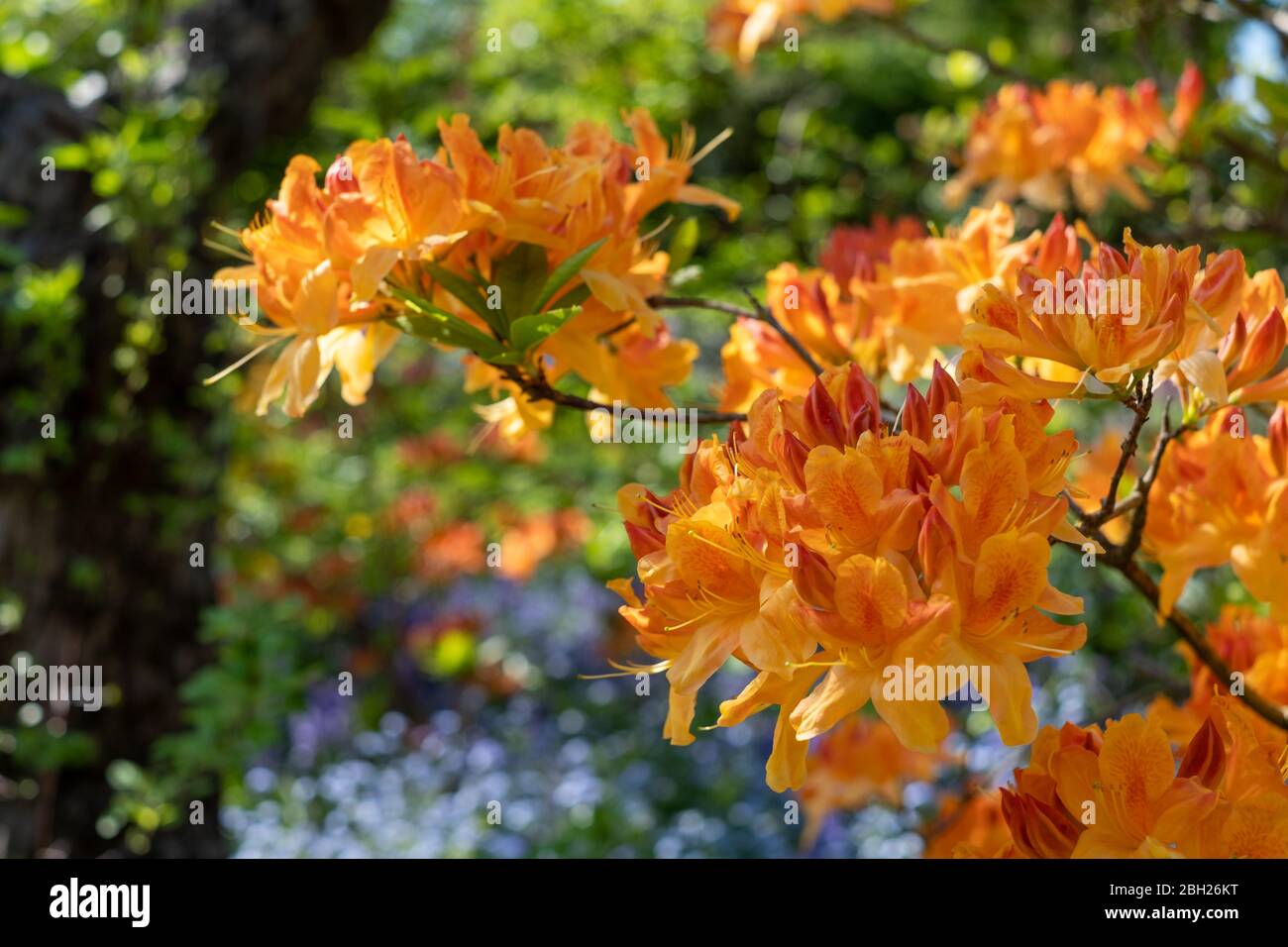 Japanese azalea outside the walled garden at Eastcote House Gardens ...