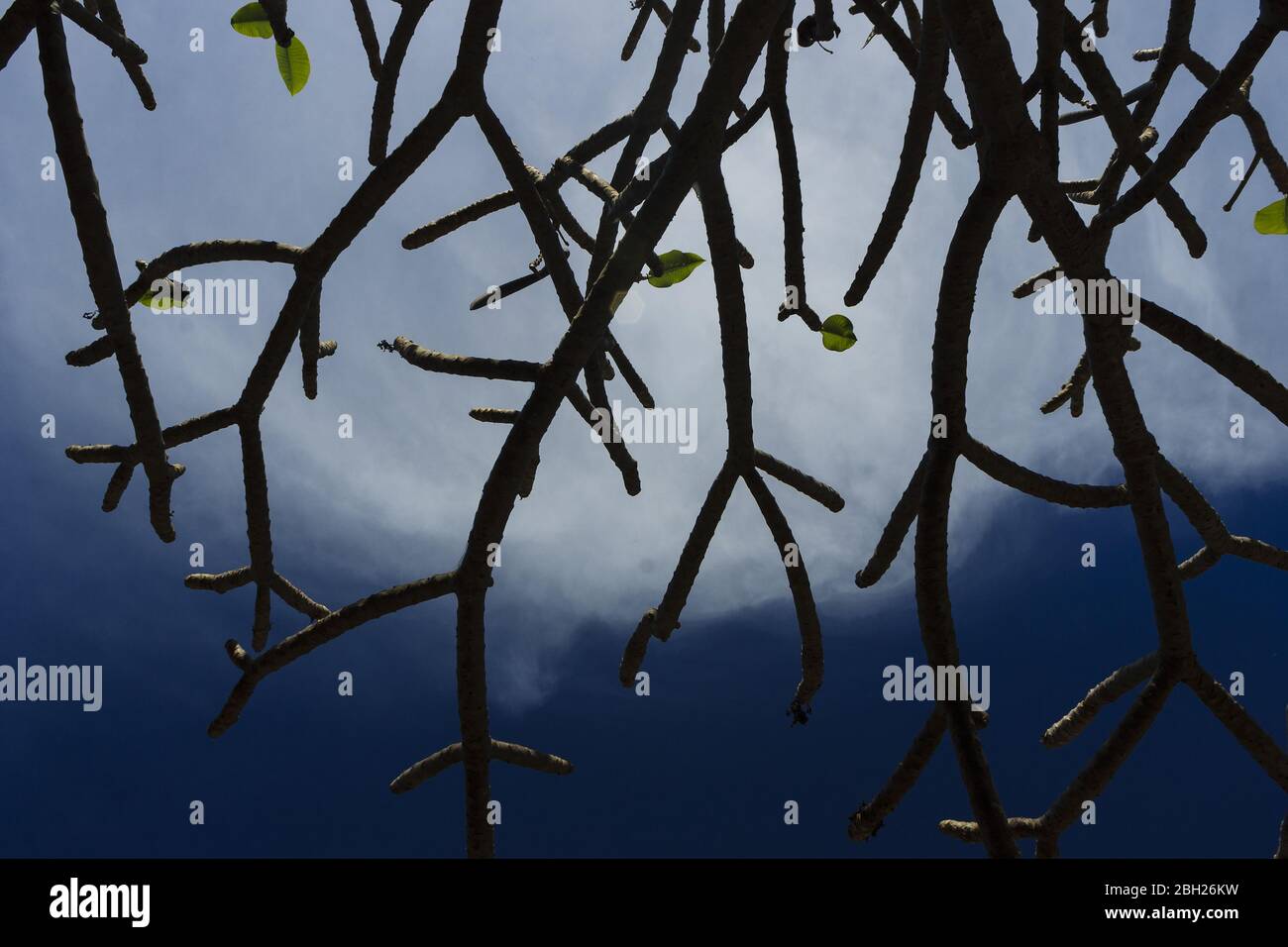 Dead-finger tree isolated on a blue sky background Stock Photo - Alamy