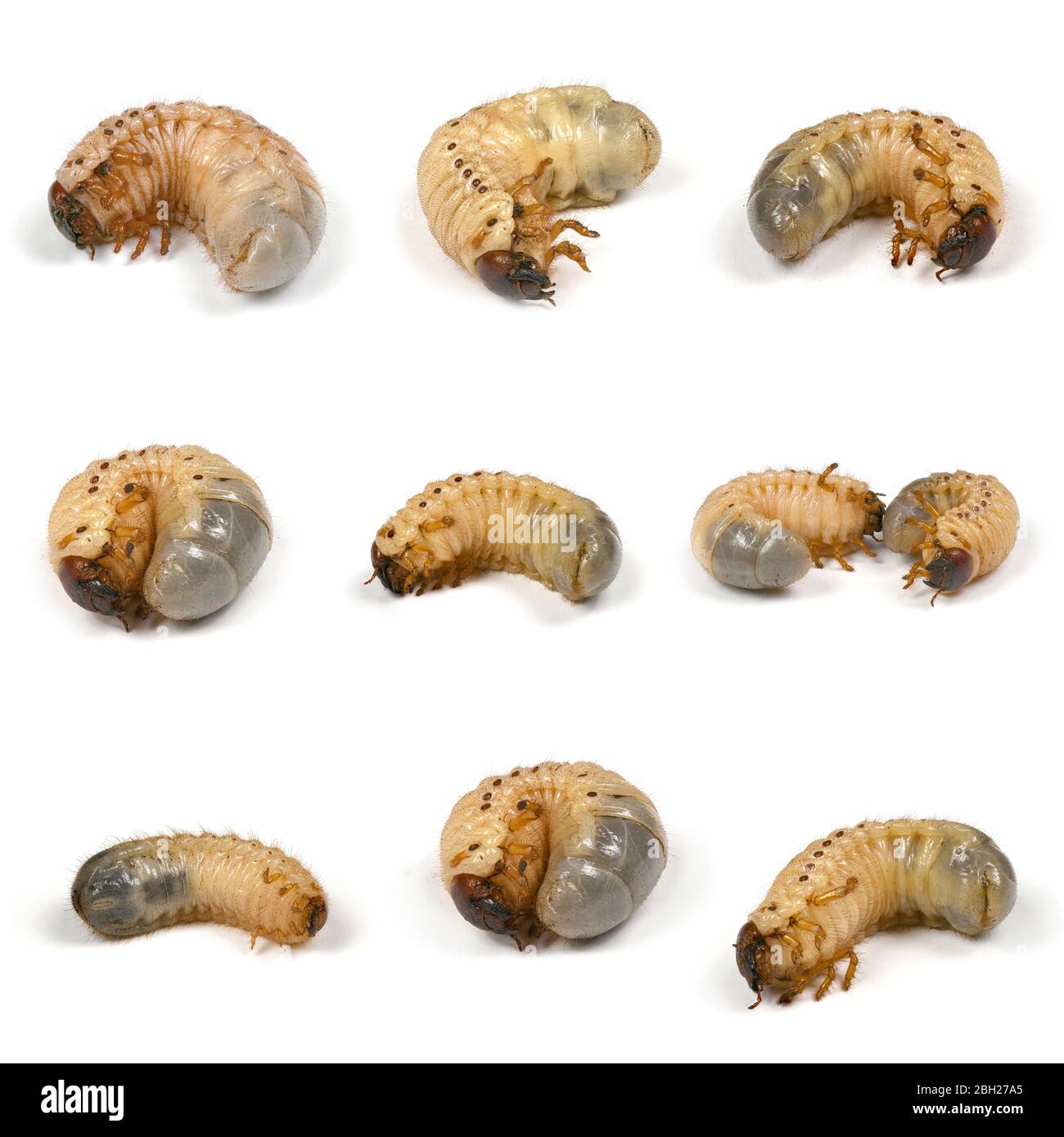 Rhino Beetle Life Cycle