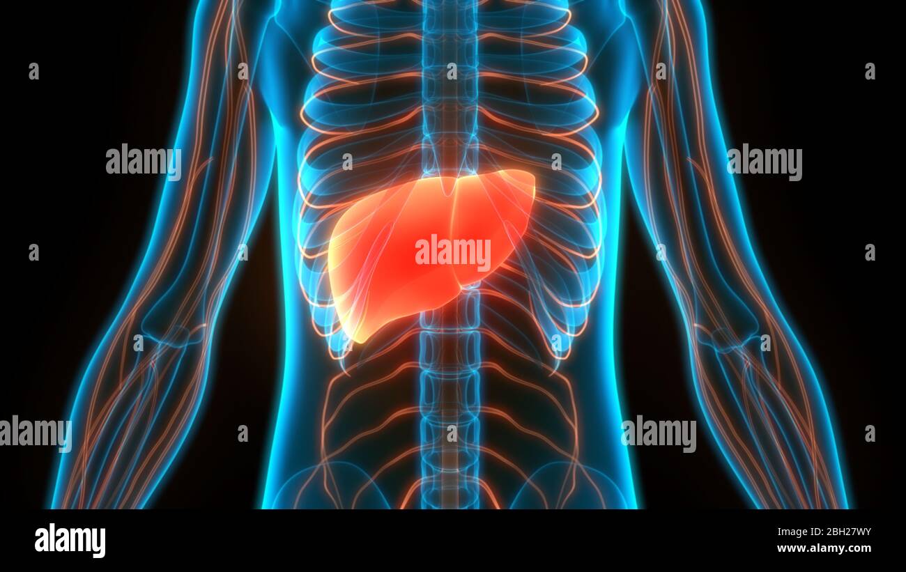 Human Internal Digestive Organ Liver Anatomy Stock Photo - Alamy