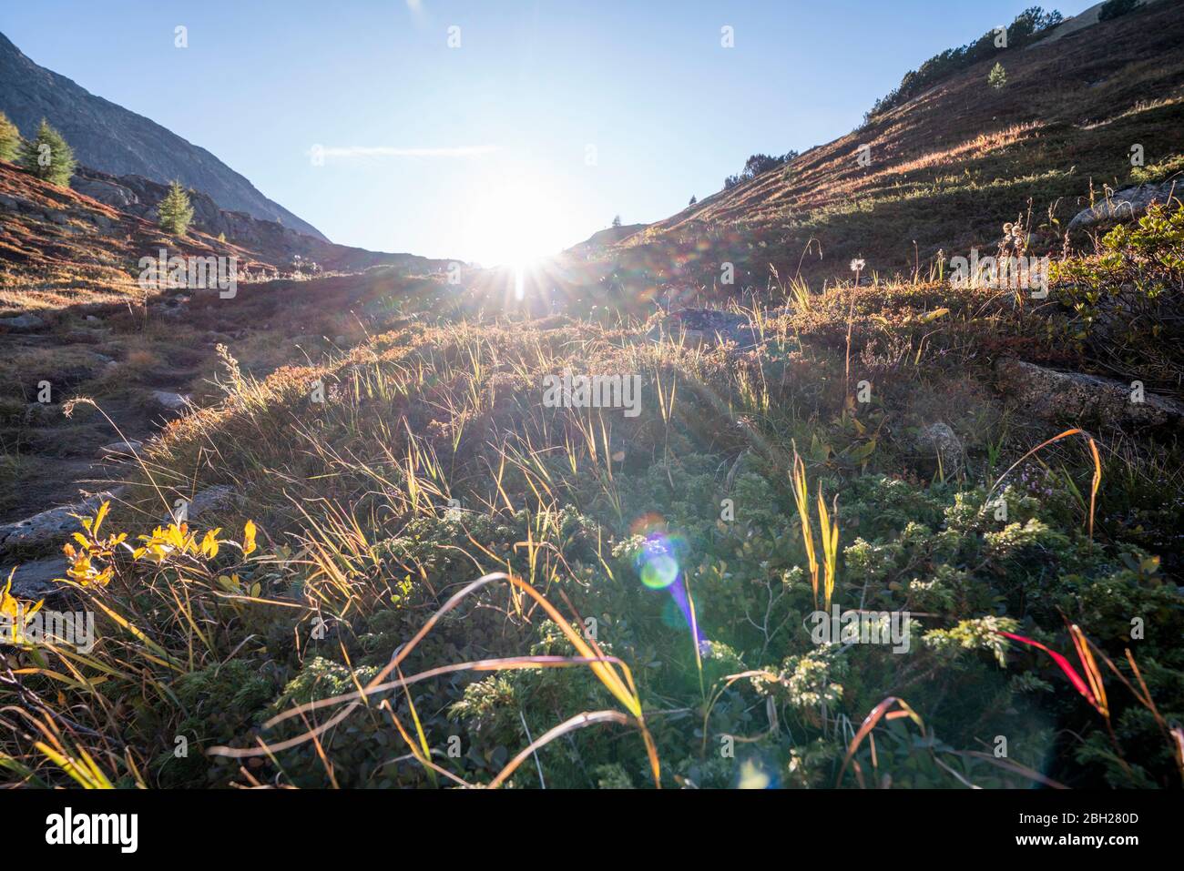 Alpine flora hi-res stock photography and images - Alamy