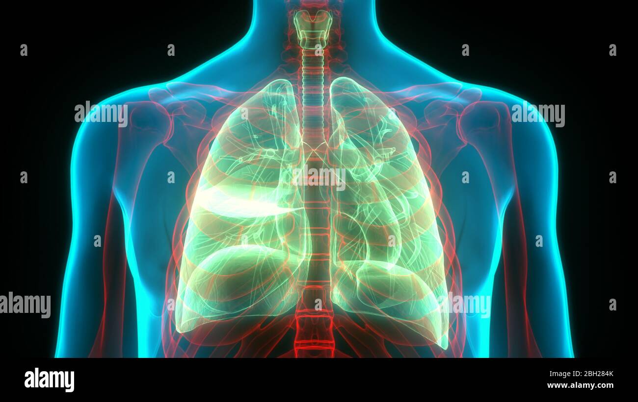 Human Respiratory System Lungs Anatomy Stock Photo - Alamy