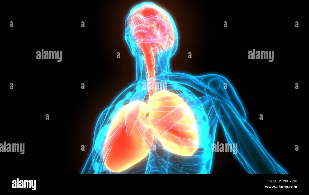 Human Respiratory System Lungs Anatomy Stock Photo - Alamy