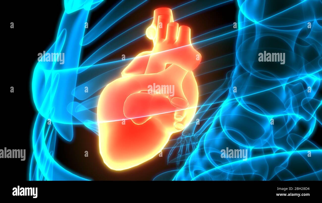 Human Circulatory System Heart Anatomy Stock Photo - Alamy