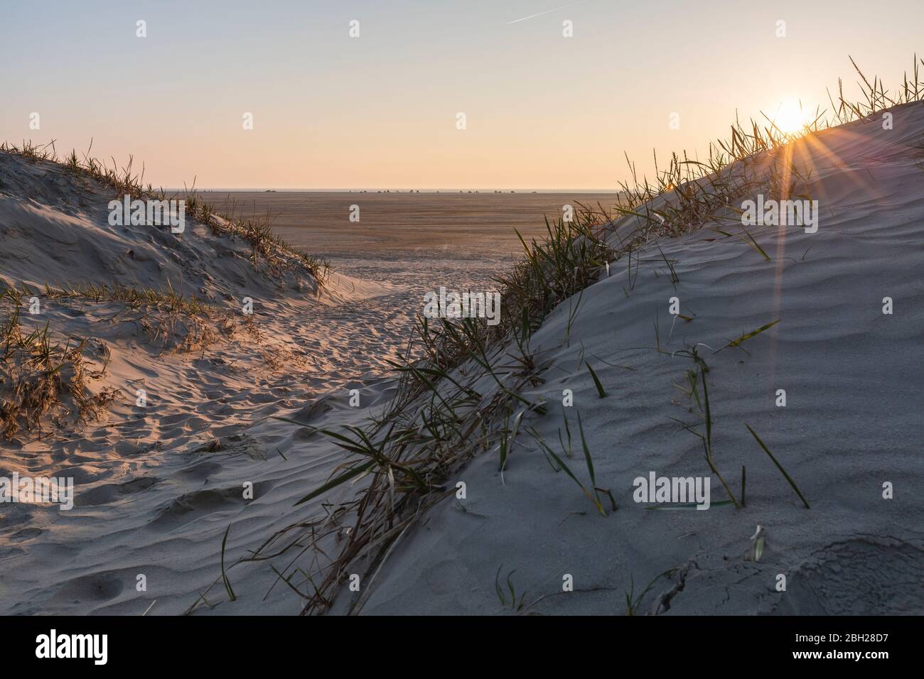 Denmark, Romo, Coastal sand dunes at sunset Stock Photo - Alamy