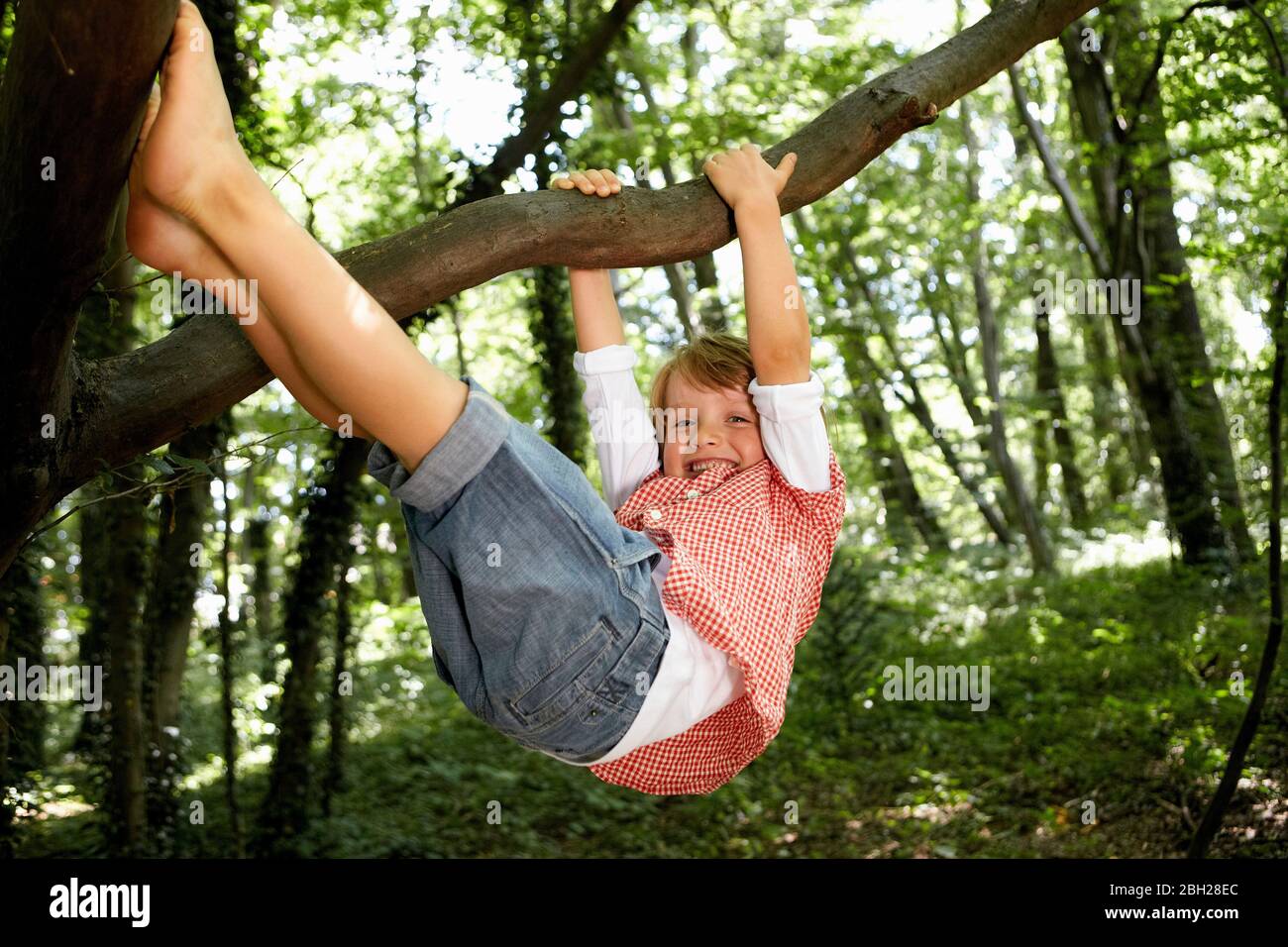 Happy boy climbing tree in forest Stock Photo - Alamy