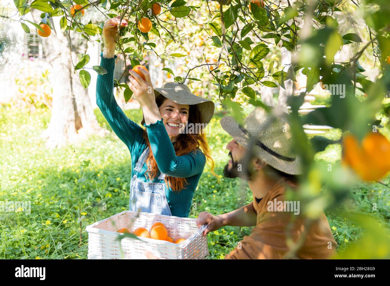 Man picking oranges orange harvest hi-res stock photography and images ...