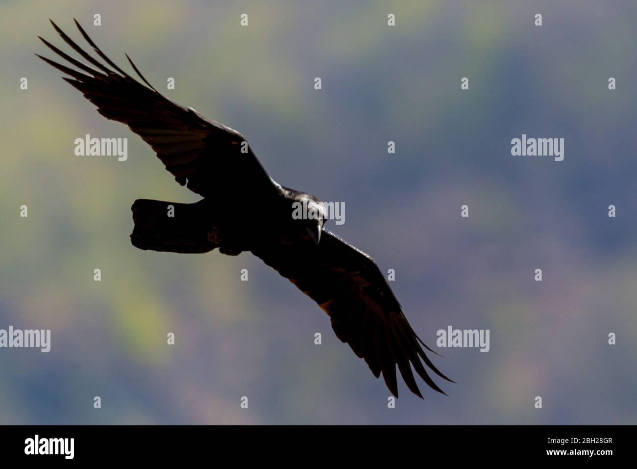 Raven bird front view hi-res stock photography and images - Alamy