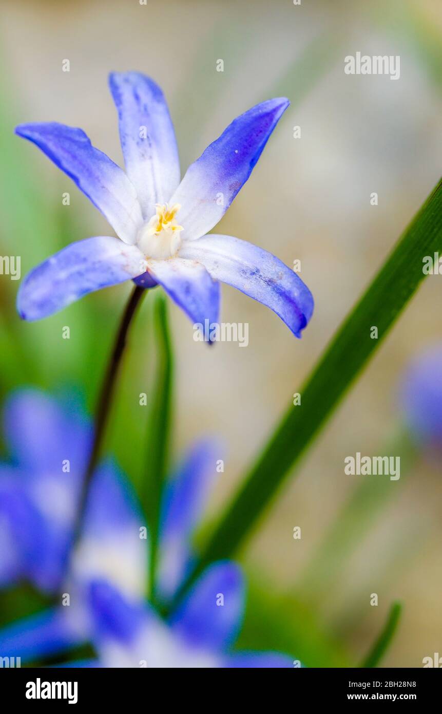 Scilla flower hi-res stock photography and images - Alamy