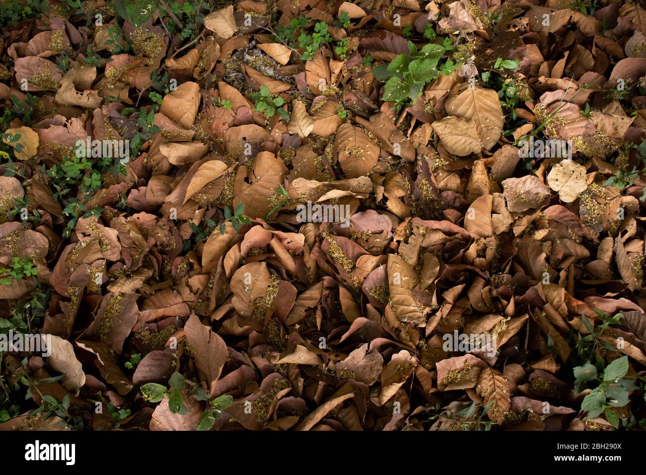 Books falling no background hi-res stock photography and images - Alamy