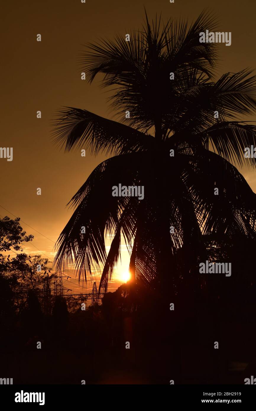 Sunset through coconut palm tree. West Bengal, India Stock Photo - Alamy