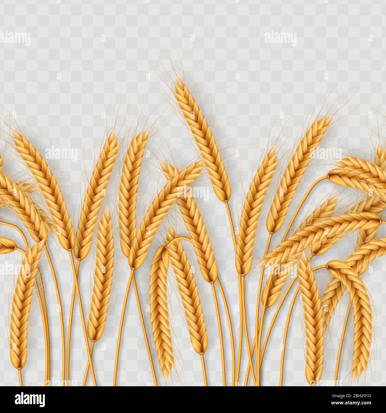 Bunch of wheat ears, dried whole grains seamless realistic illustration ...