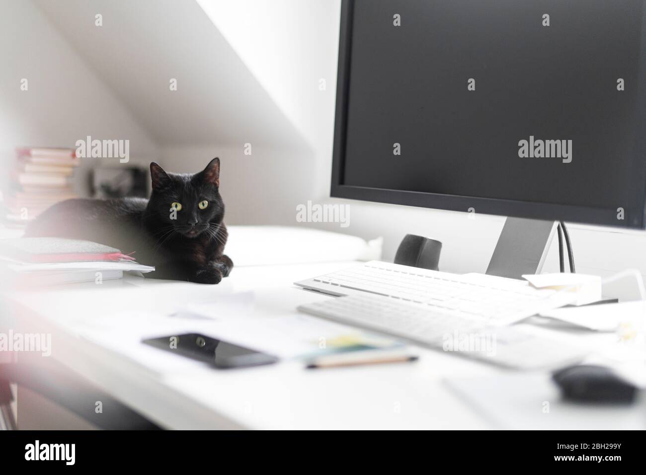Black cat lying on desk at home Stock Photo - Alamy
