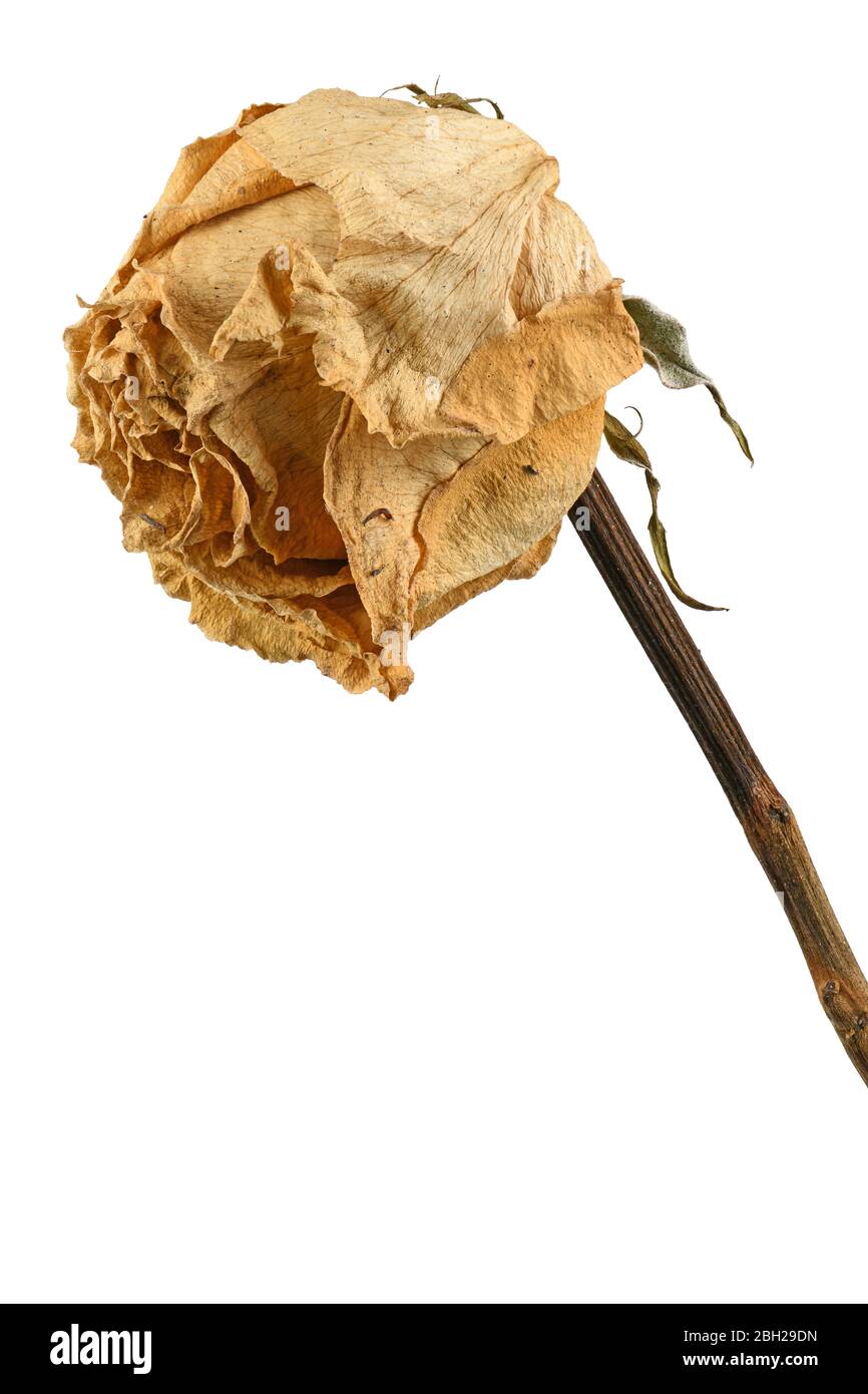 Faded rose isolated on white. High resolution photo. Full depth of ...