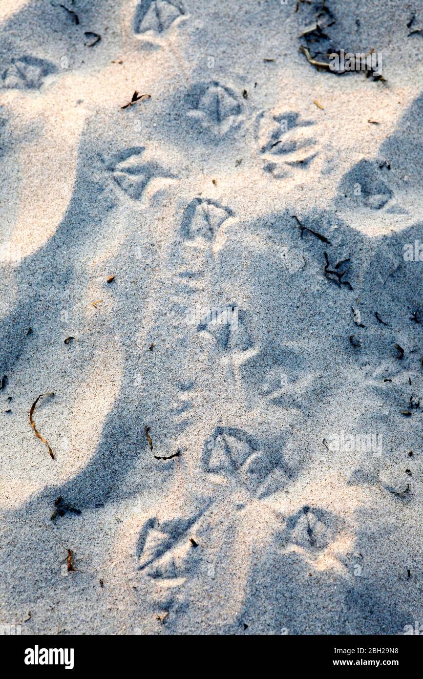 Vertical view animal tracks hi-res stock photography and images - Alamy