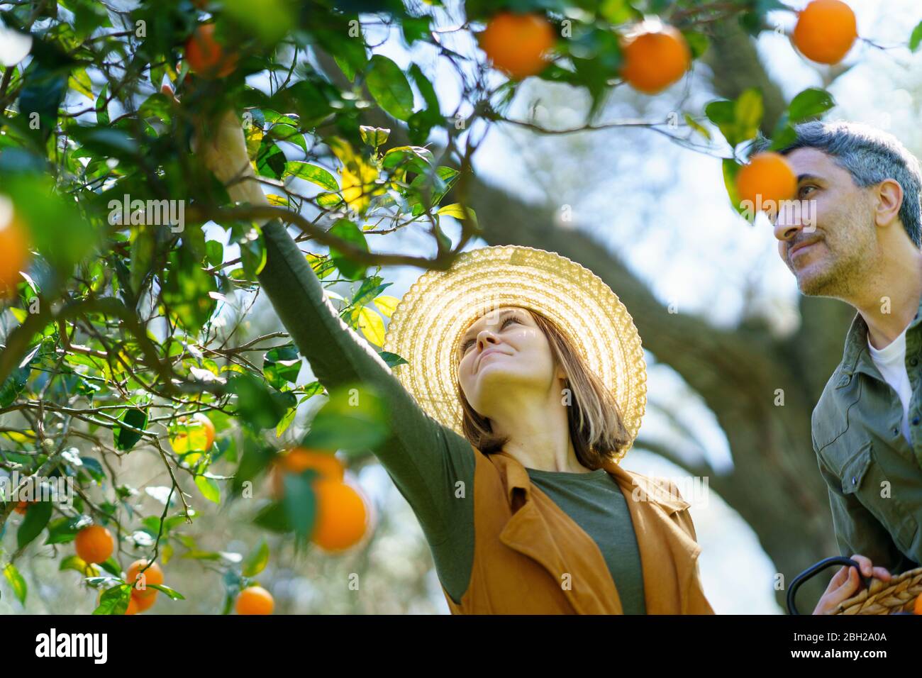 Couple picking organic oranges from a tree Stock Photo - Alamy