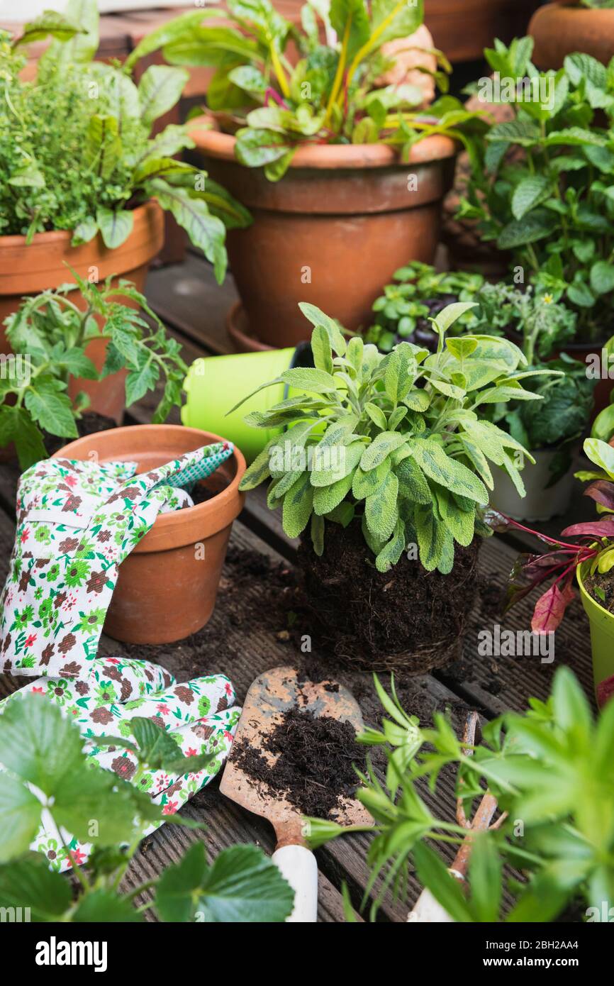 Planting of various culinary herbs and vegetables Stock Photo - Alamy