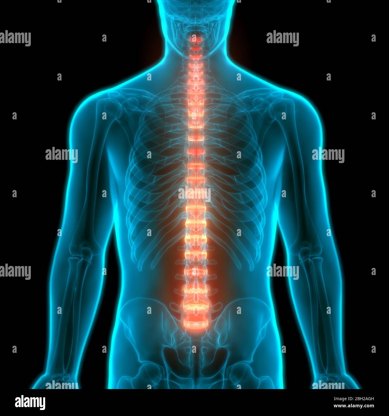 Vertebral Column of Human Skeleton System Anatomy Stock Photo - Alamy