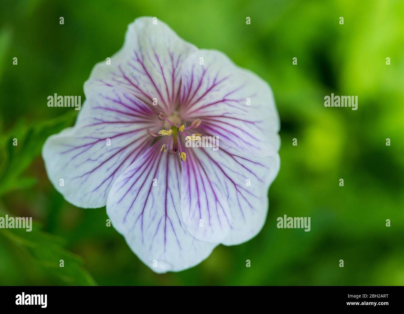 A macro shot of a white geranium bloom Stock Photo - Alamy
