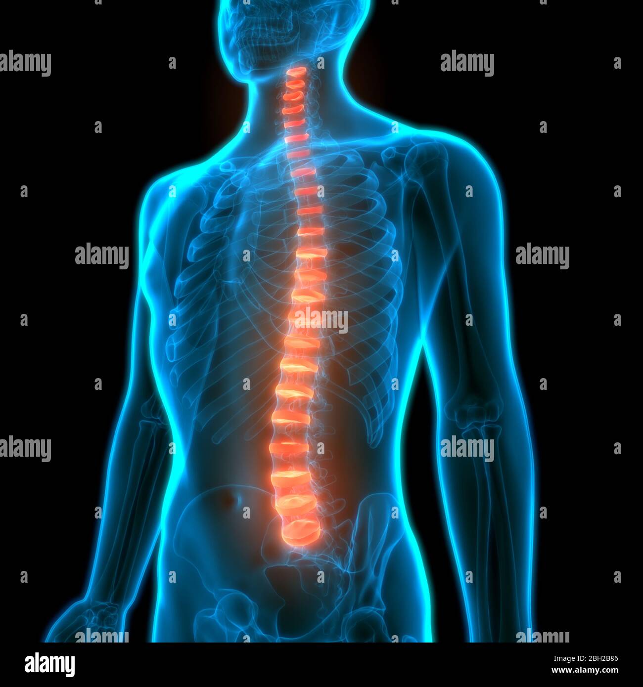Vertebral Column of Human Skeleton System Anatomy Stock Photo - Alamy
