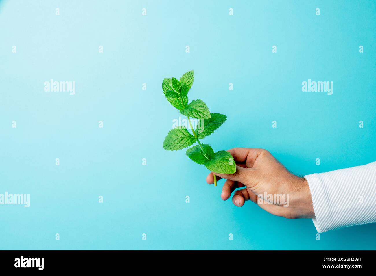 Studio shot of hand of person holding fresh peppermint Stock Photo - Alamy