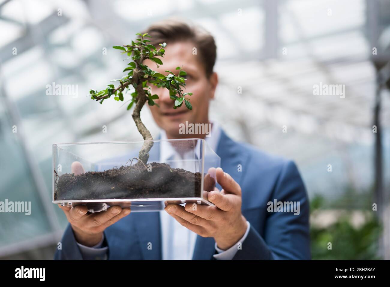 Transparent tree box hi-res stock photography and images - Alamy