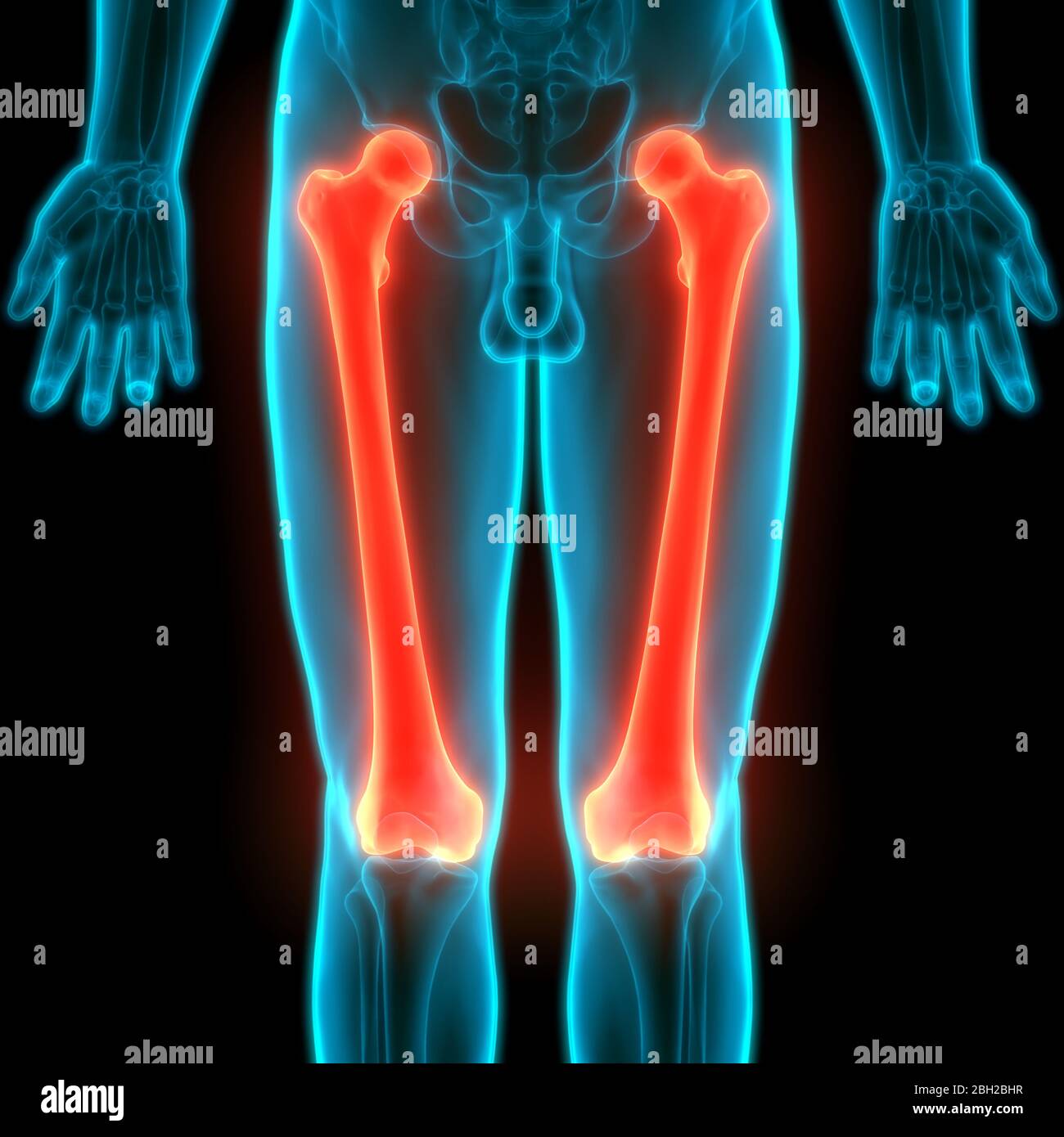 Human Skeleton System Bone Joints Anatomy Stock Photo - Alamy