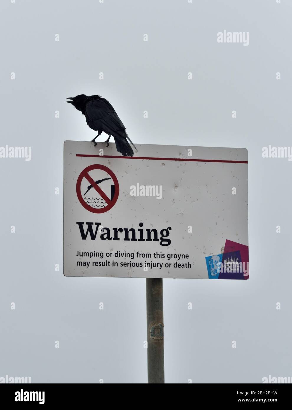A crow sits on a sign which reads 'Warning Jumping or diving from this ...