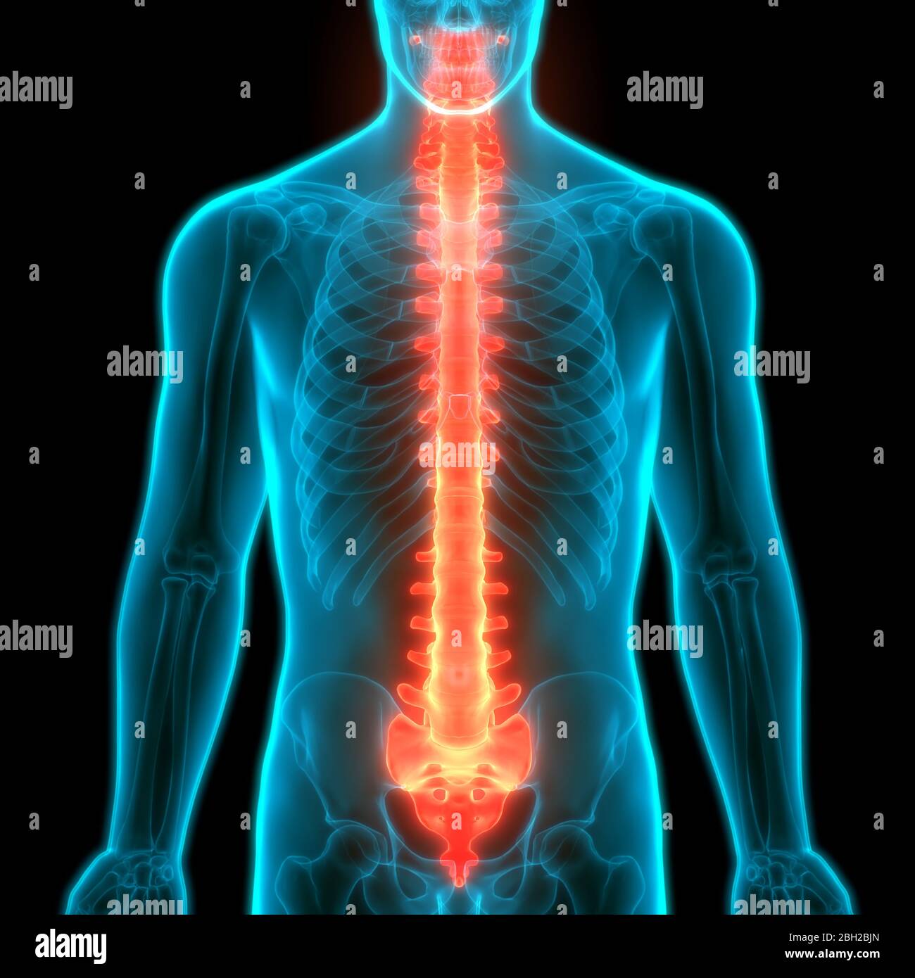 Vertebral Column of Human Skeleton System Anatomy Stock Photo - Alamy