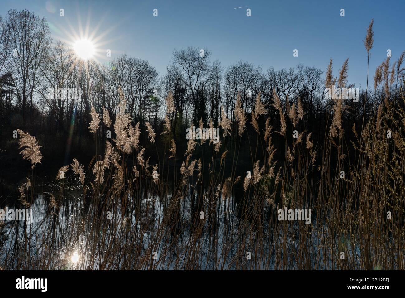 Illuminated reed with sun star in late afternoon on front of a river ...