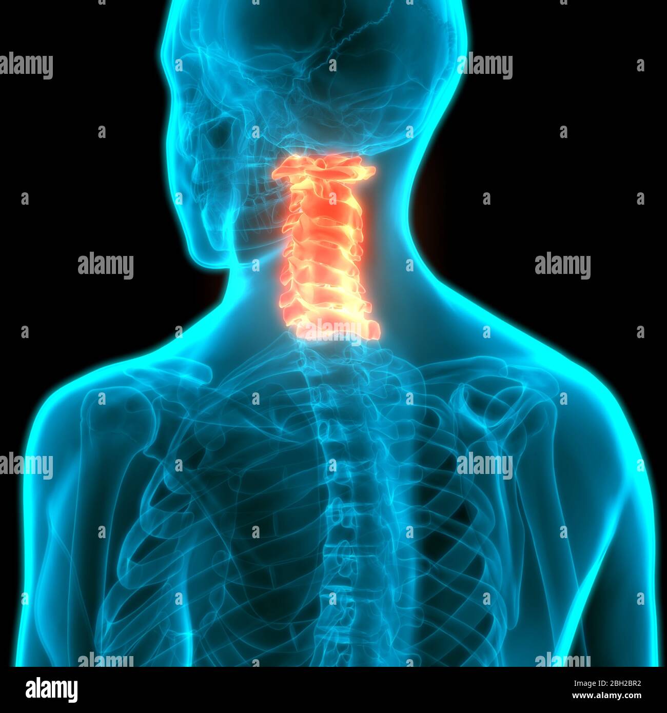 Vertebral Column of Human Skeleton System Anatomy Stock Photo - Alamy