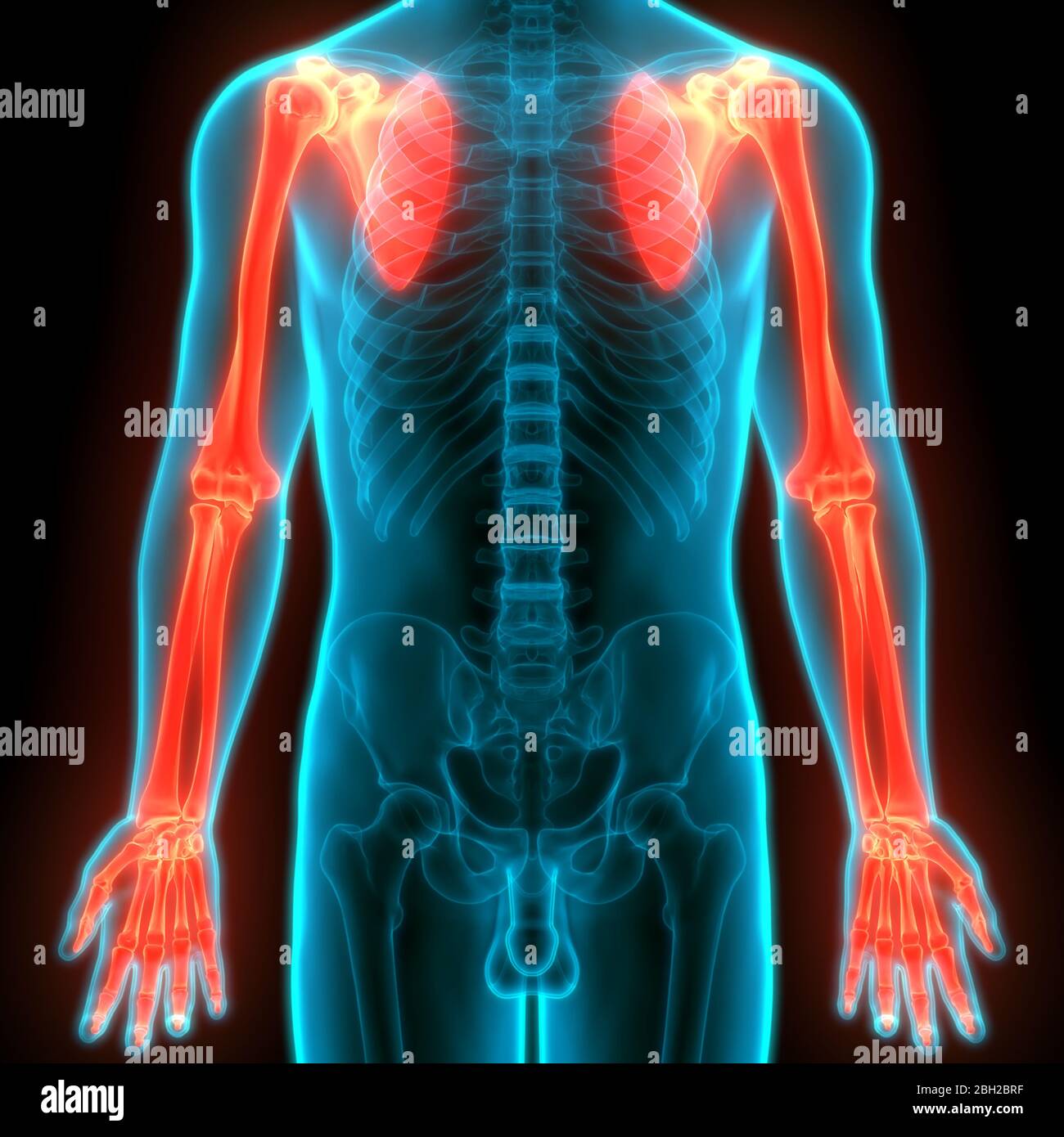 Human Skeleton System Bone Joints Anatomy Stock Photo - Alamy