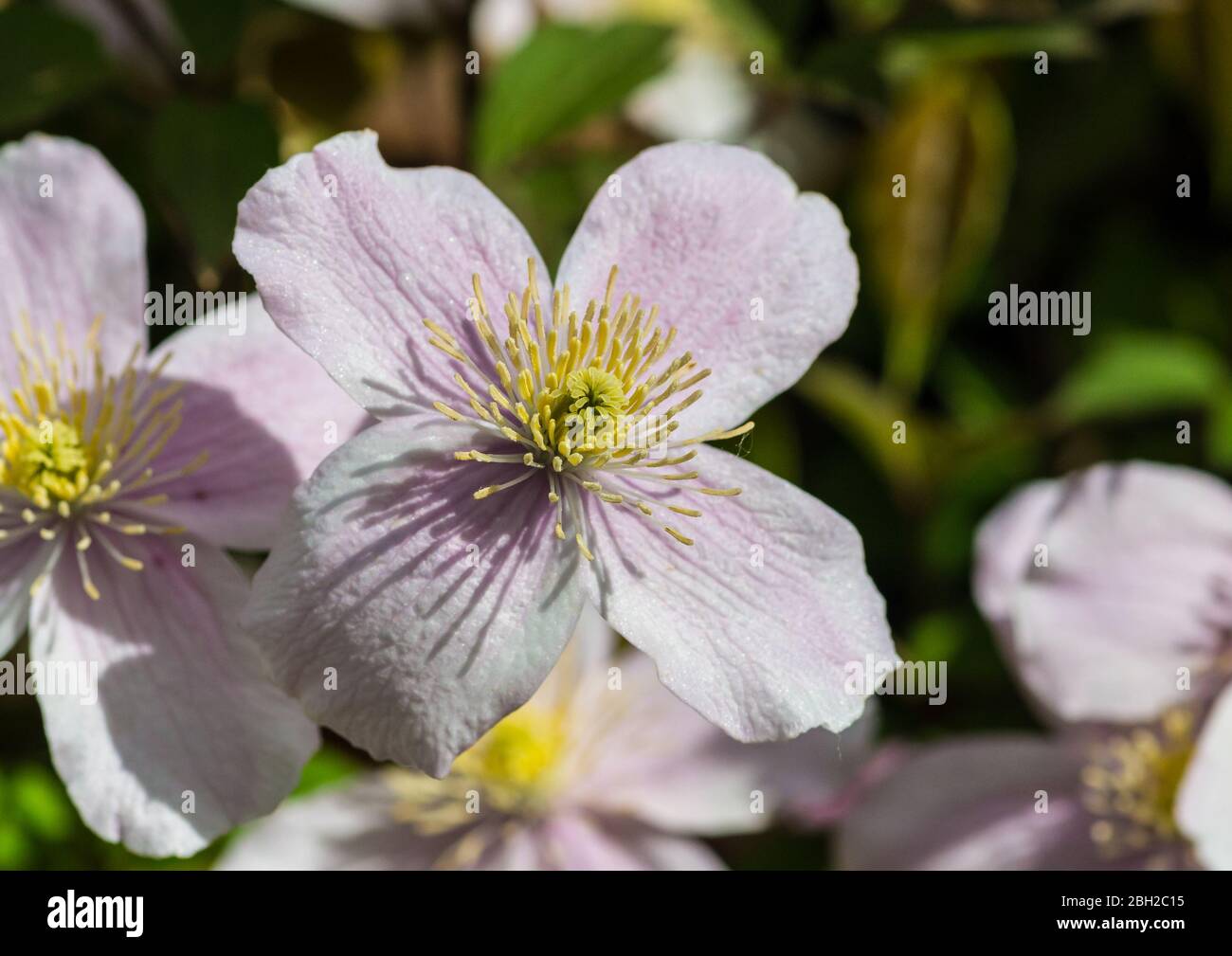A macro shot of a clematis montana bloom Stock Photo - Alamy