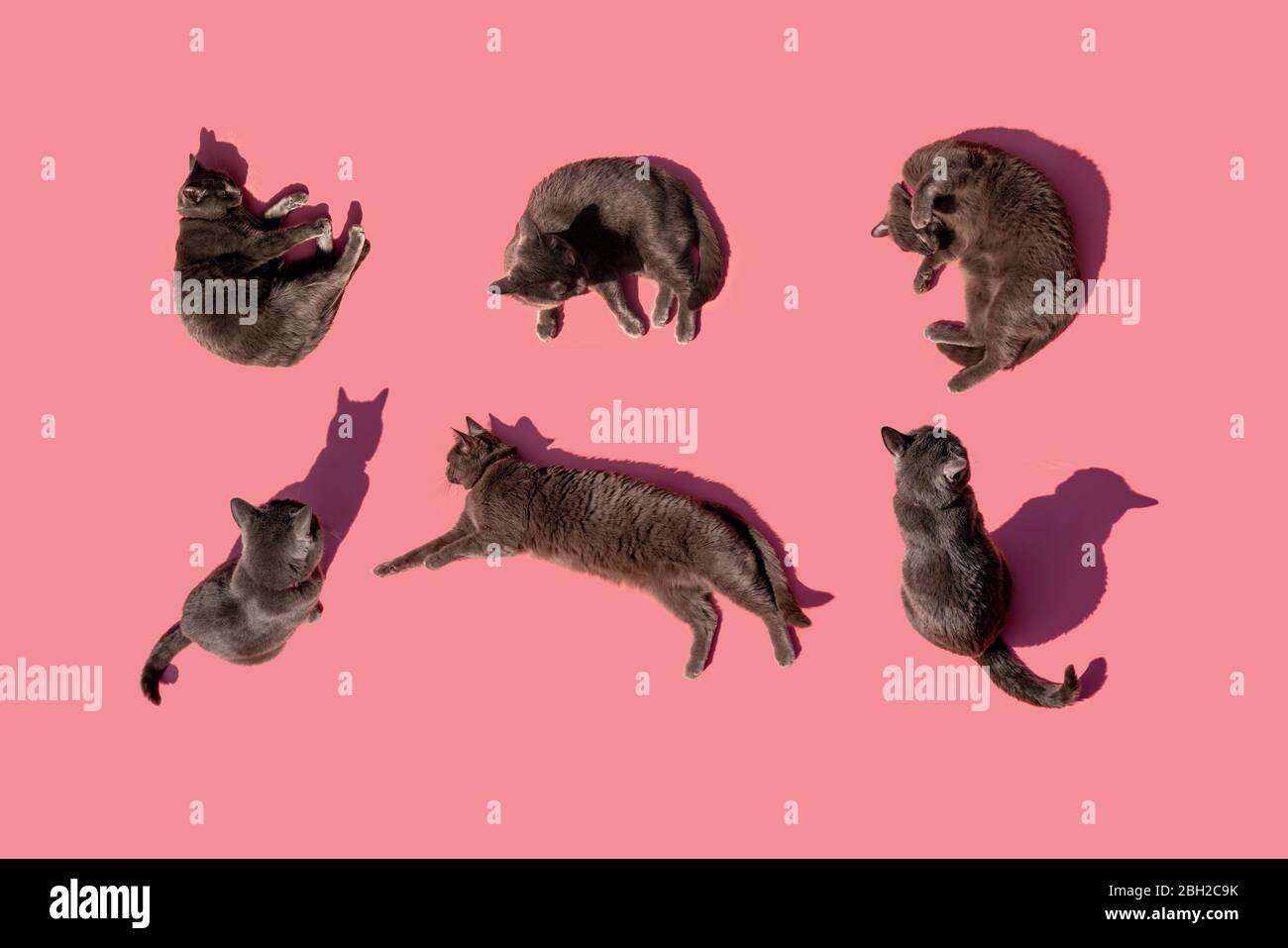 Studio shot of Russian Blue cats against pink background Stock Photo ...
