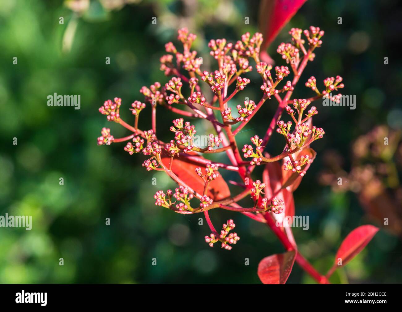 A macro shot of the developing blossom of a red robin bush Stock Photo ...