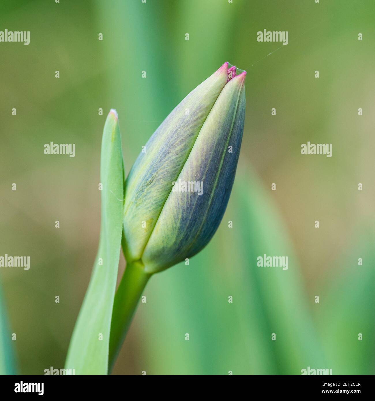 Queen Of The Night Flower Bud at Angel Stoltz blog