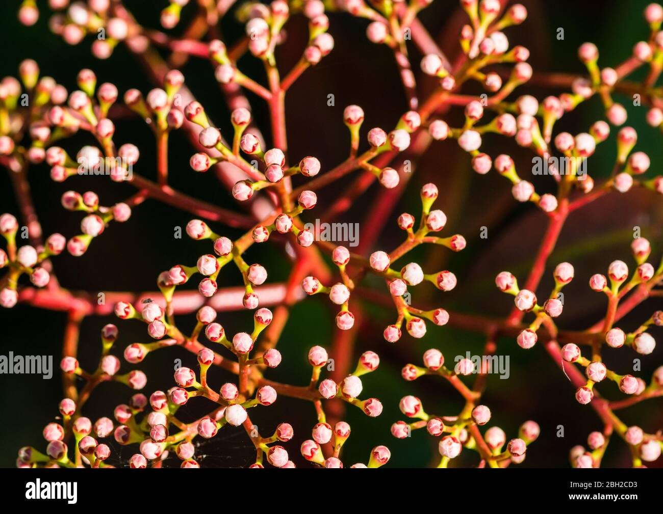 A macro shot of the pink flower buds of a red robin bush Stock Photo ...