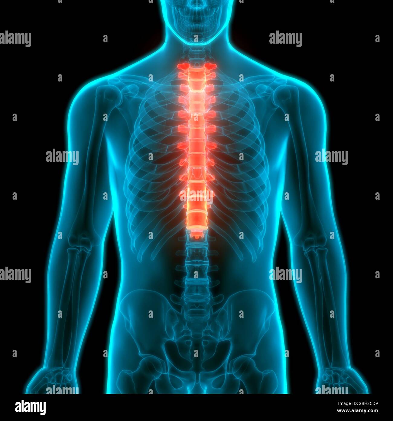 Vertebral Column of Human Skeleton System Anatomy Stock Photo - Alamy