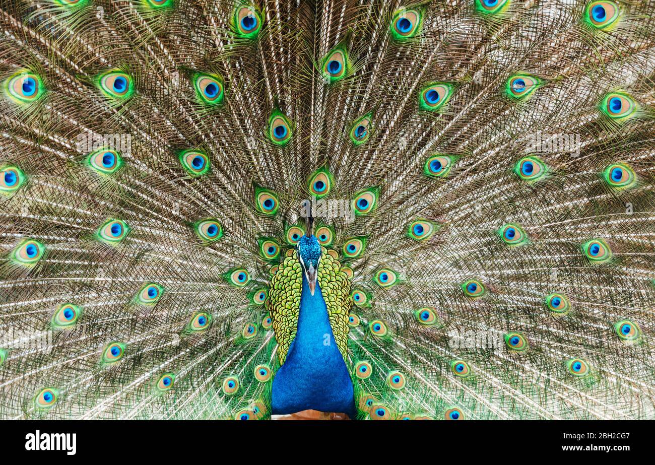 Fanning out hi-res stock photography and images - Alamy